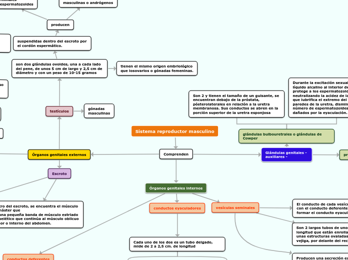 Sistema reproductor masculino - Mind Map