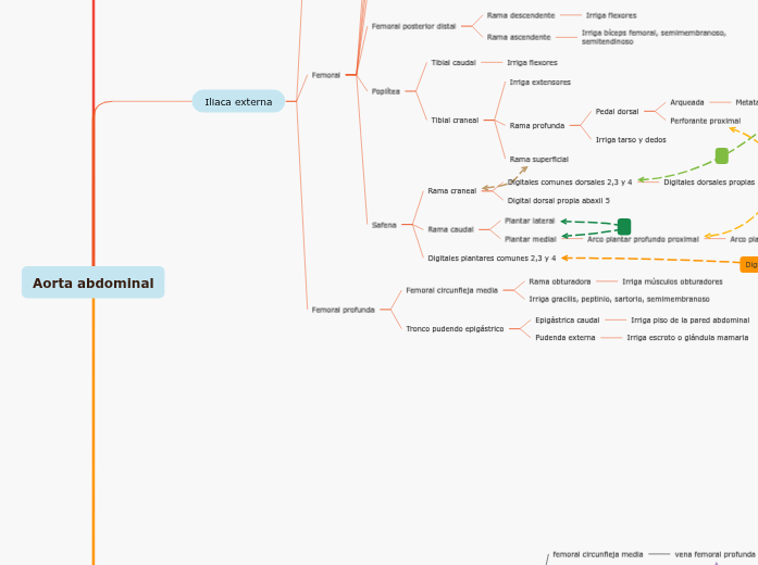 Aorta abdominal - Mind Map