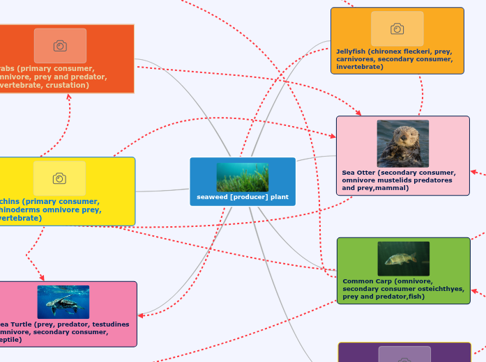 ocean food web - Mind Map