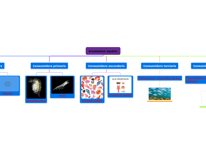 Ecosistema aquàtic - Mind Map