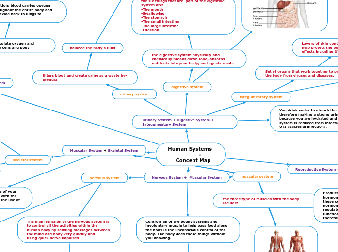 Human Systems - Concept Map - Mind Map