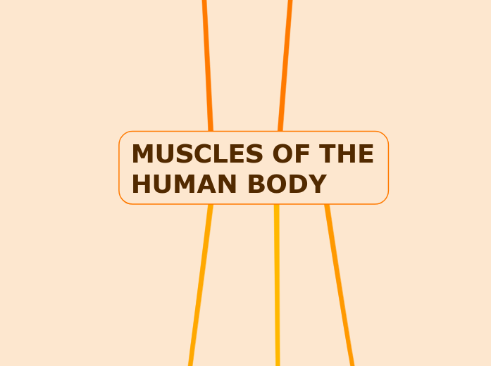 MUSCLES OF THE HUMAN BODY - Mind Map