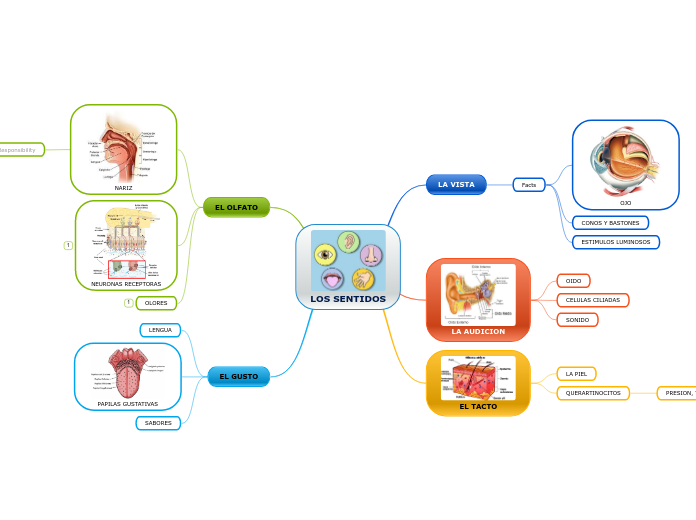 LOS SENTIDOS - Mind Map