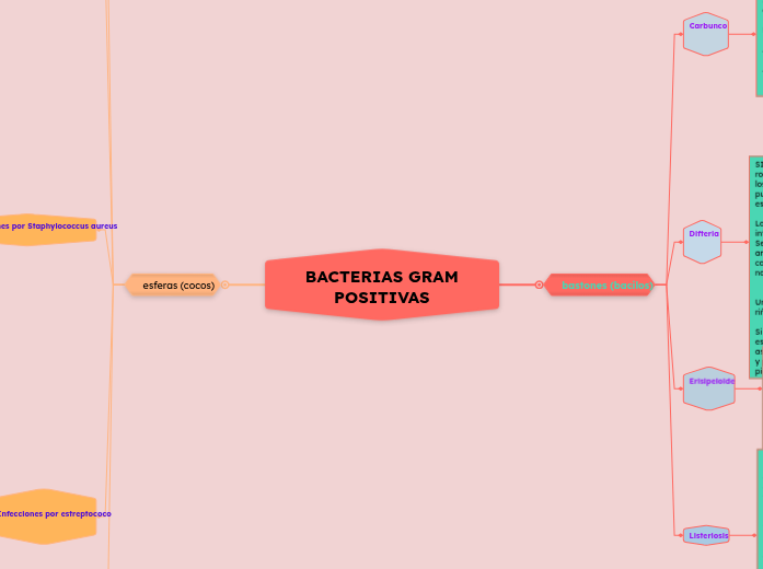 BACTERIAS GRAM POSITIVAS | Mapa mental Mindomo