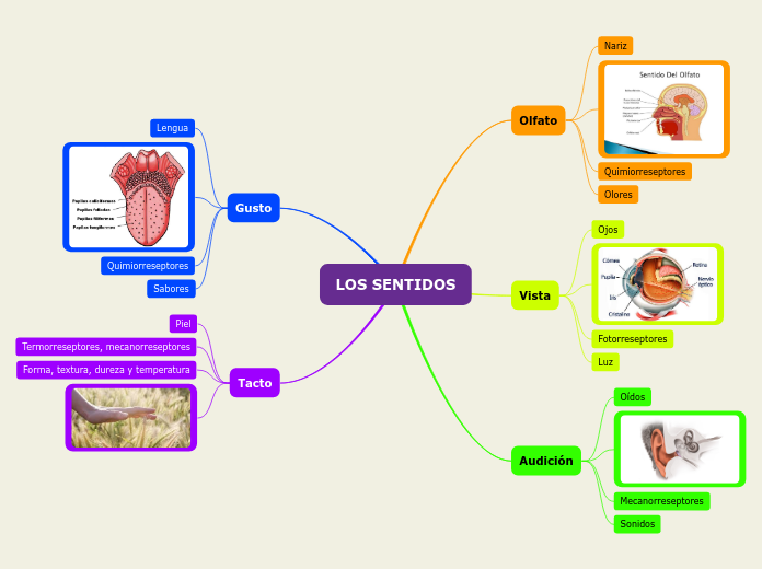 LOS SENTIDOS - Mind Map