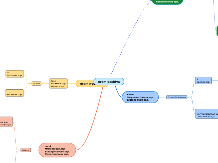 Gram positiva - Mind Map