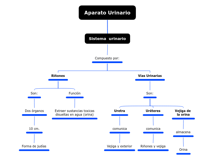 Aparato Urinario - Mind Map