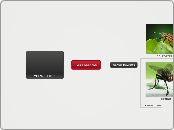 Los Insectos - Mind Map