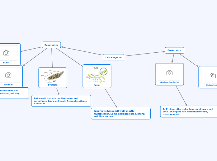 Cell Kingdom - Concept Map