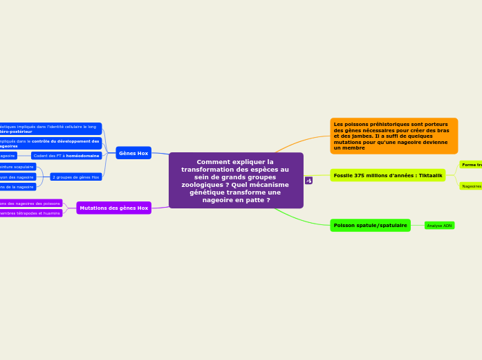 Comment expliquer la transformation des es...- Mind Map