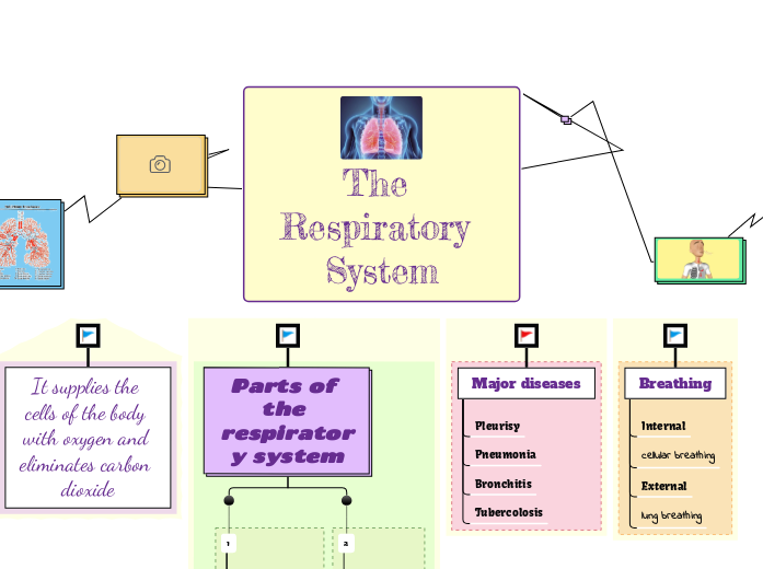 The Respiratory System - Mind Map
