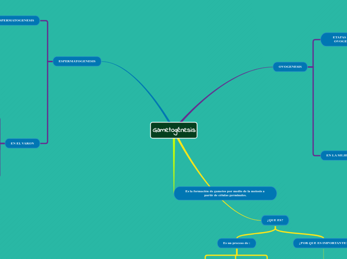 Gametogénesis - Mind Map