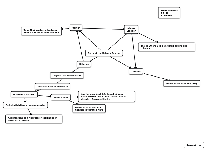 Urinary System Concept Map