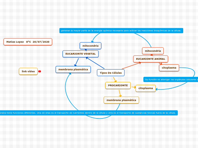 Tipos De Células - Mind Map