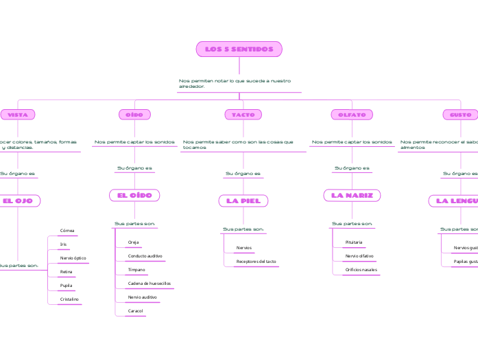 LOS 5 SENTIDOS - Mind Map