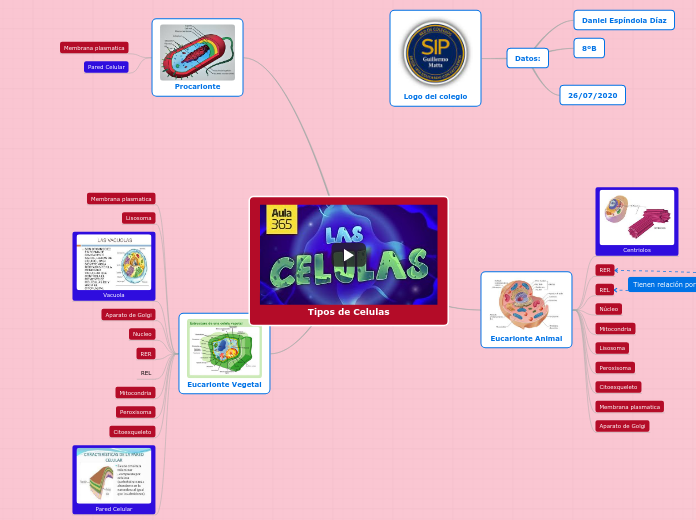 Tipos de Celulas - Mind Map