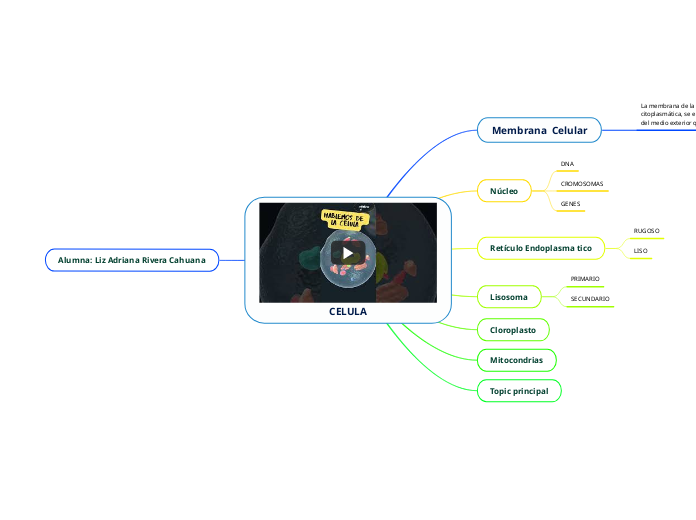 CELULA - Mind Map