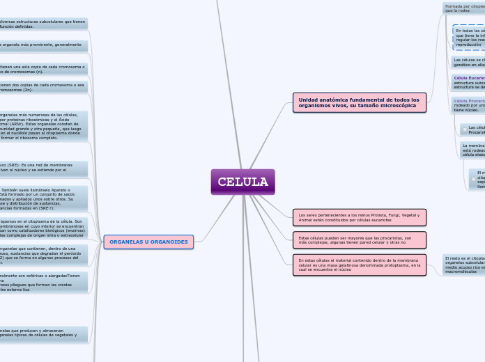 CELULA - Mind Map