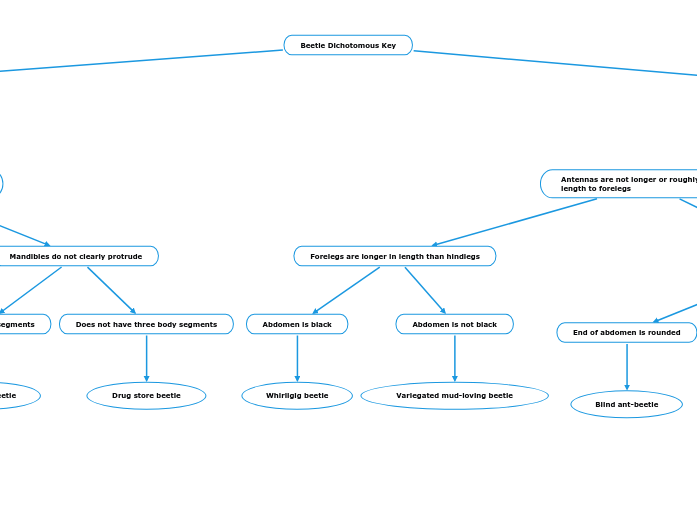 Beetle Dichotomous Key - Mind Map