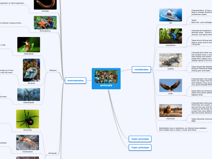 animals - Mind Map