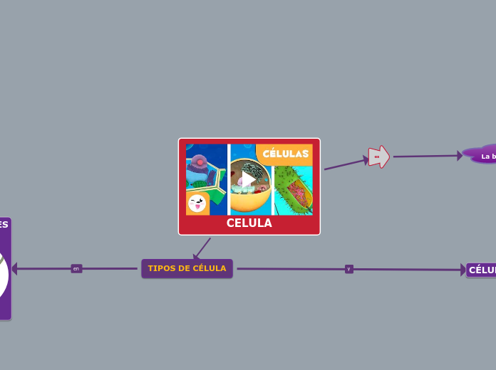 TIPOS DE CÉLULA - Mind Map