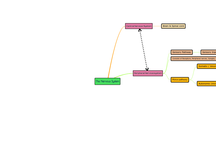 The Nervous System - Mind Map