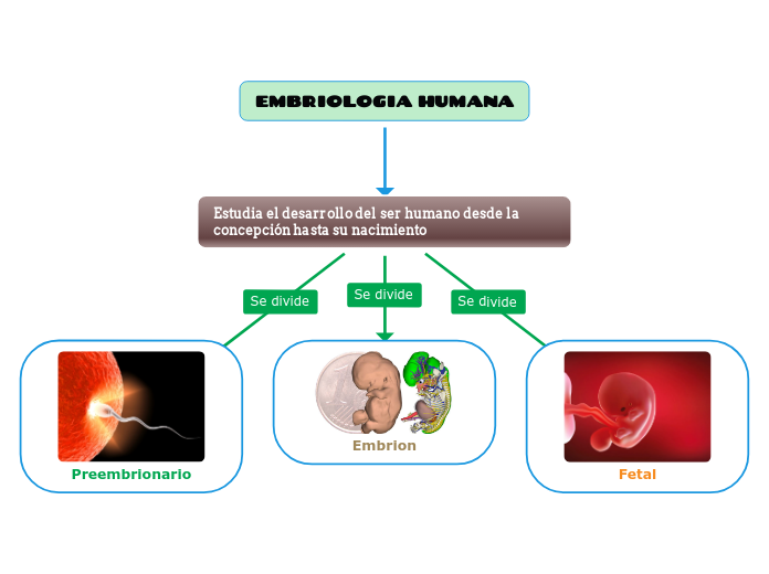 EMBRIOLOGIA HUMANA - Mind Map