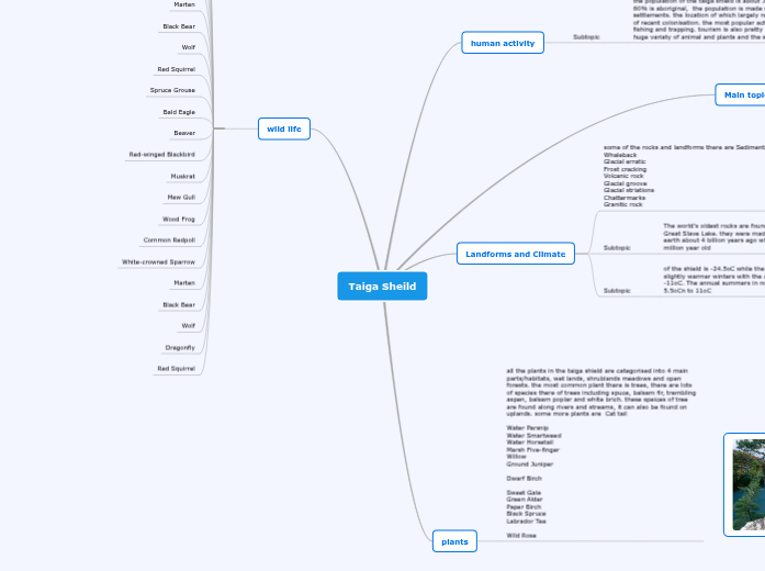 Taiga Sheild - Mind Map