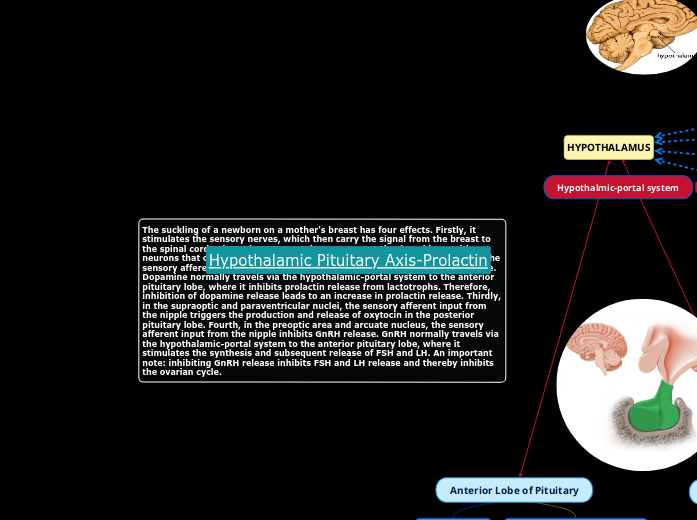 Hypothalamic Pituitary Axis-Prolactin - Mind Map