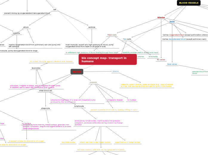 bio concept map- transport in humans - Mind Map