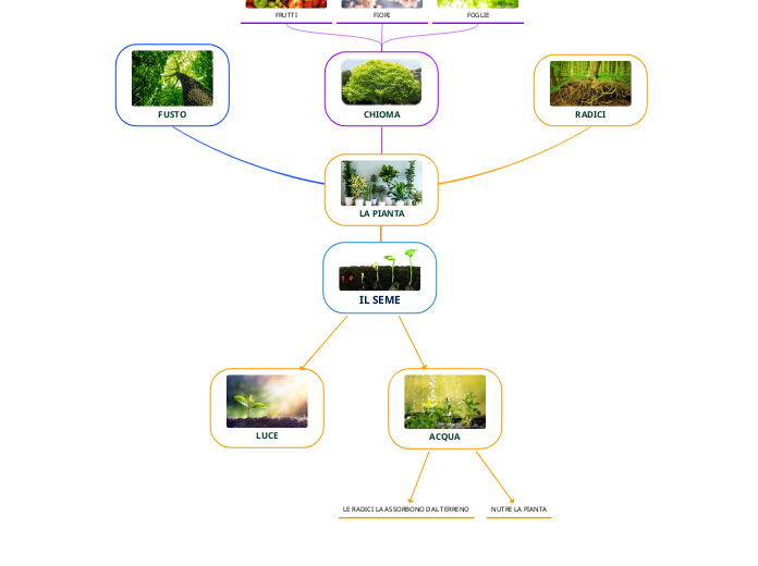 IL SEME - Mind Map