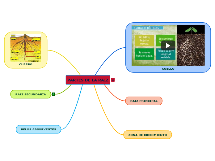 PARTES DE LA RAIZ - Mind Map