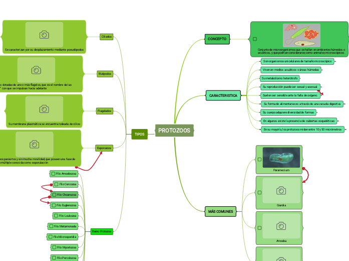 PROTOZOOS - Mind Map