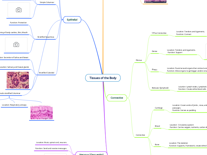 Tissues of the Body - Mind Map