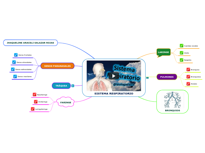 SISTEMA RESPIRATORIO - Mind Map