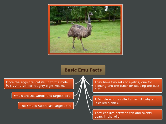 Basic Emu Facts - Mind Map