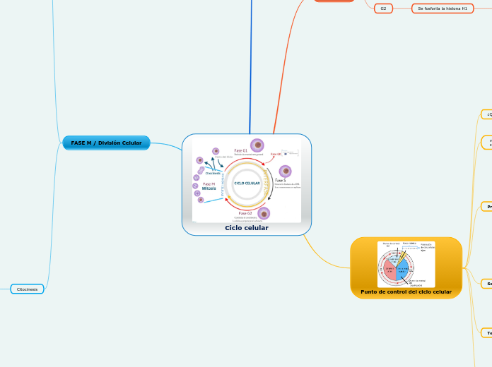 Ciclo celular_ - Mind Map