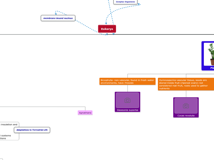 Concep Map - Mind Map