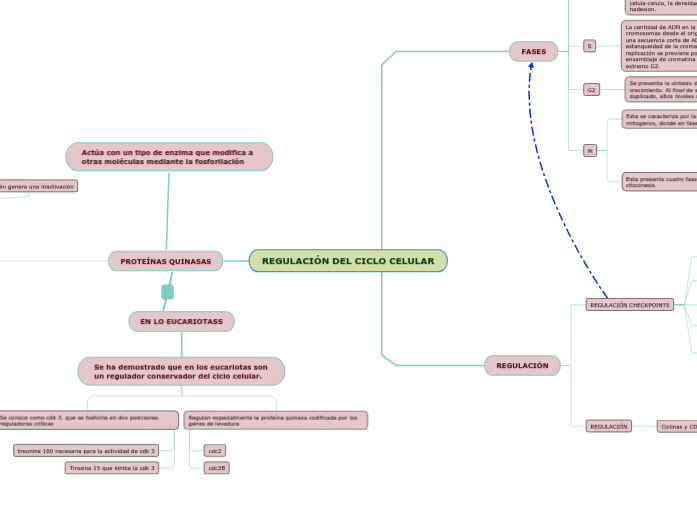 REGULACIÓN DEL CICLO CELULAR - Mind Map
