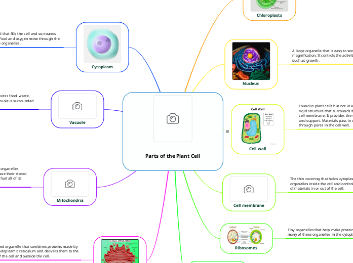 Parts of the Plant Cell - Mind Map