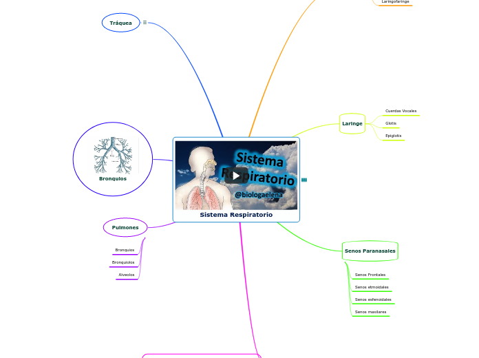 Sistema Respiratorio - Mind Map