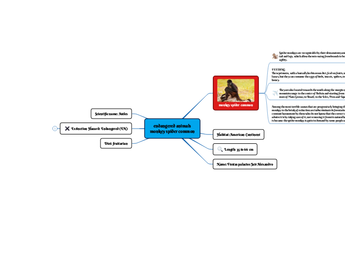 endangered animals monkey spider common - Mind Map