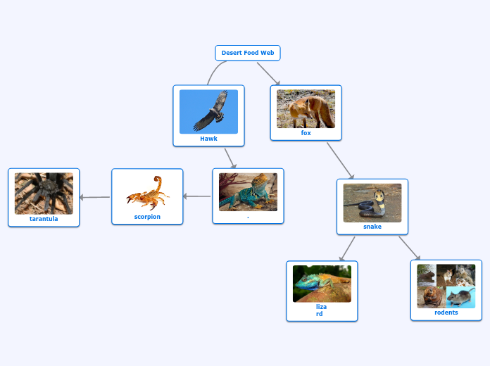 Desert Food Web - Mind Map