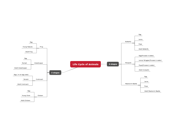 Life Cycle of Animals - Mind Map