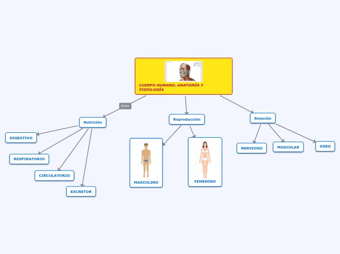 CUERPO HUMANO, ANATOMÍA Y FISIOLOGÍA - Mind Map