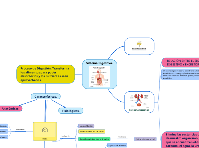 Sistema Digestivo. - Mind Map