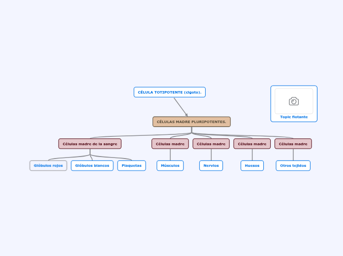 CÉLULAS MADRE - Concept Map