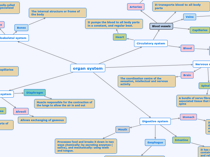 organ system - Concept Map