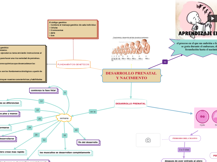 DESARROLLO PRENATAL Y NACIMIENTO - Mind Map