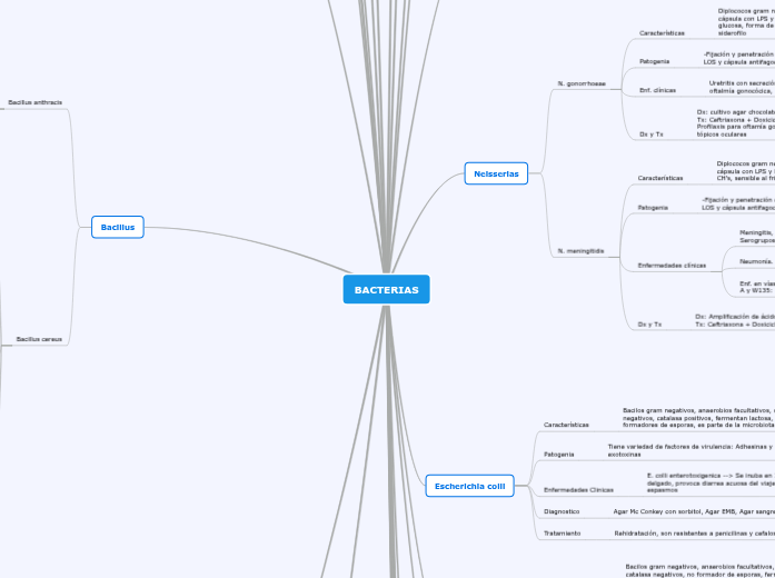 BACTERIAS - Mind Map